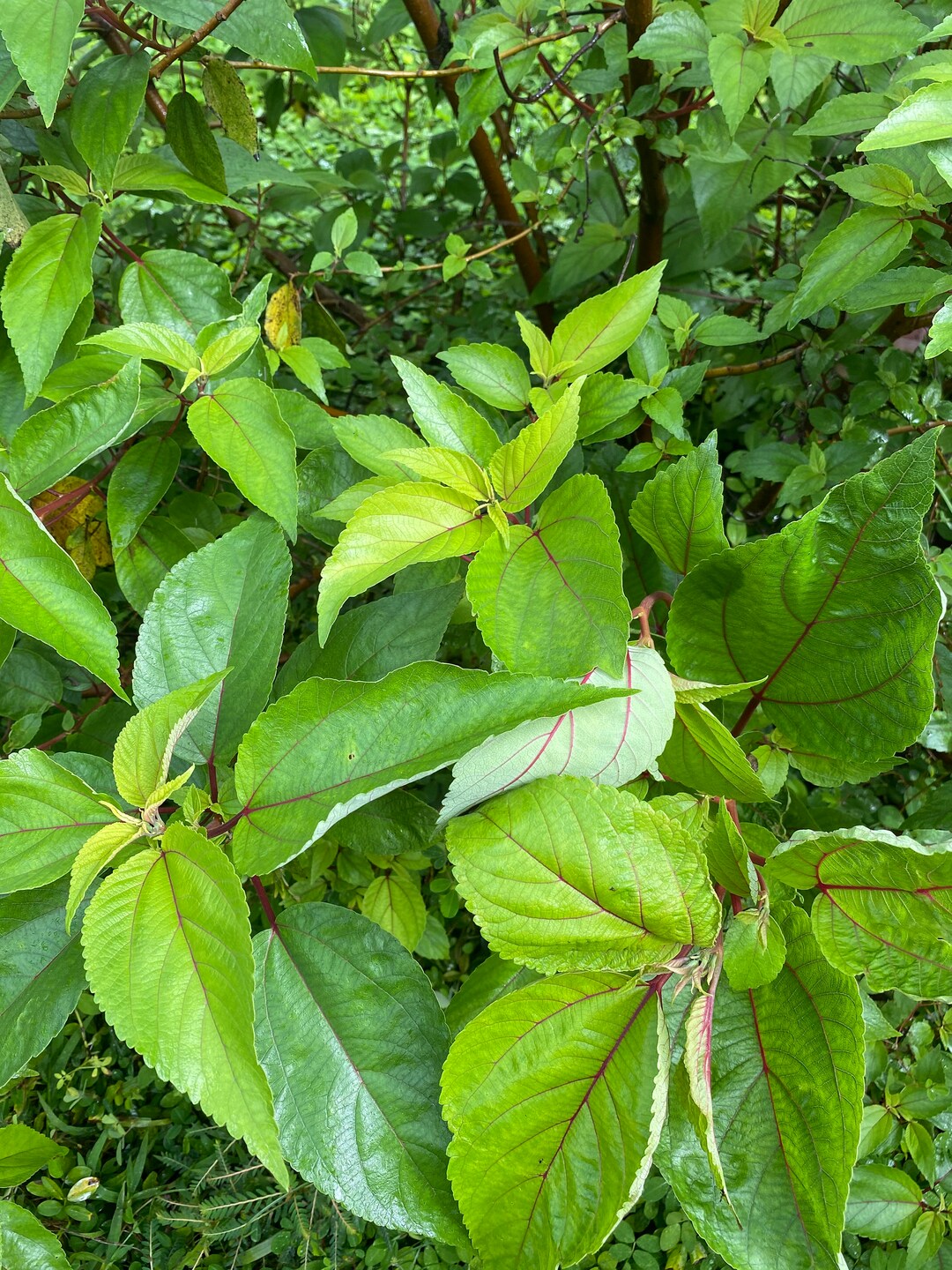 Mamaki Starter Plant - Hawaiian Native Herbal Tea Plant - Organic Live ...