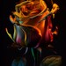 Digital Flaming Rose - A Fiery Twist on a Classic Flower - Digital Art ...