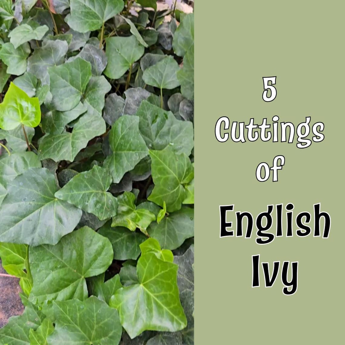 English Ivy Cuttings (5) - Etsy