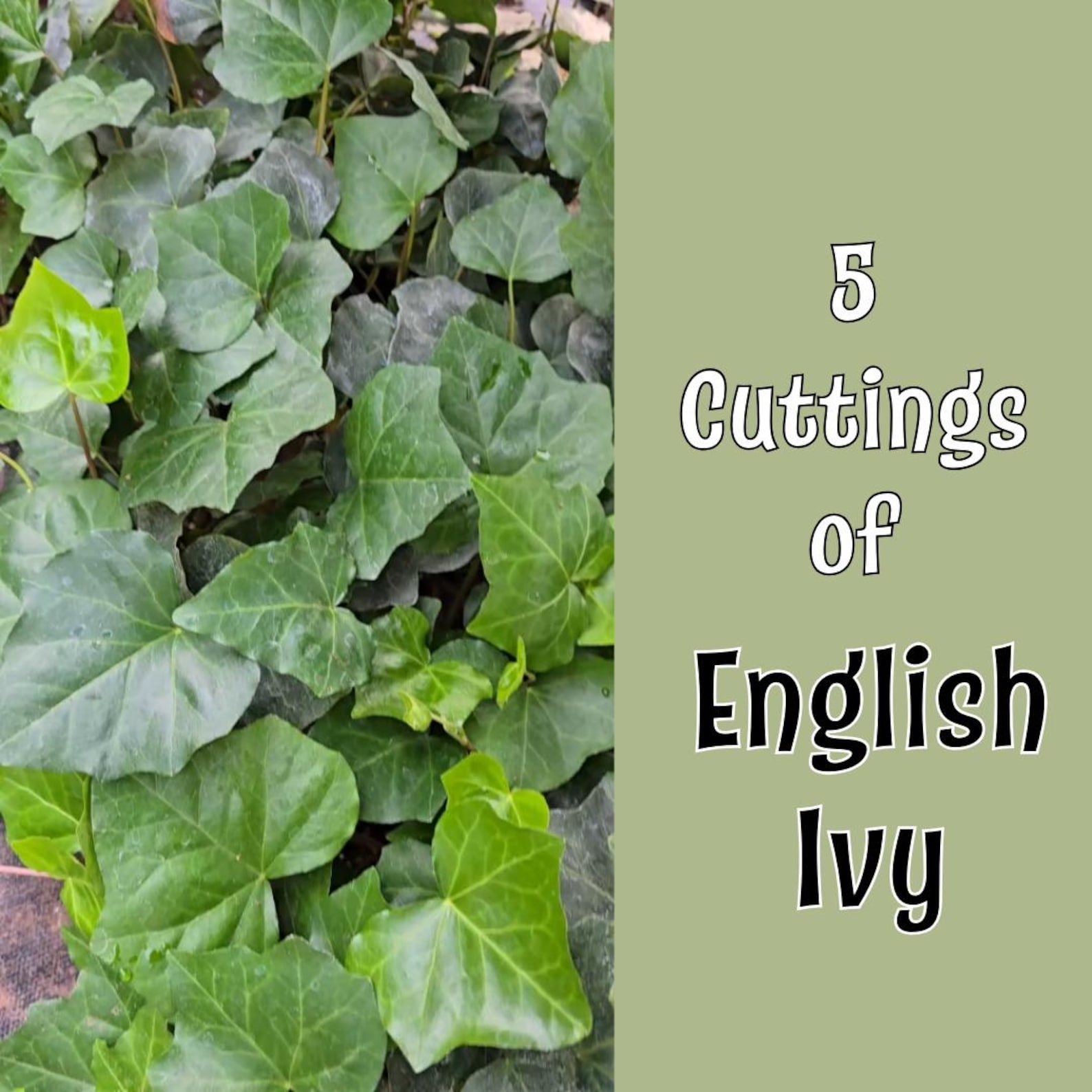 English Ivy Cuttings (5) - Etsy