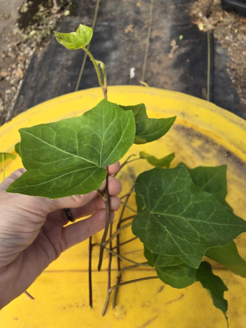 English Ivy Cuttings (5) - Etsy