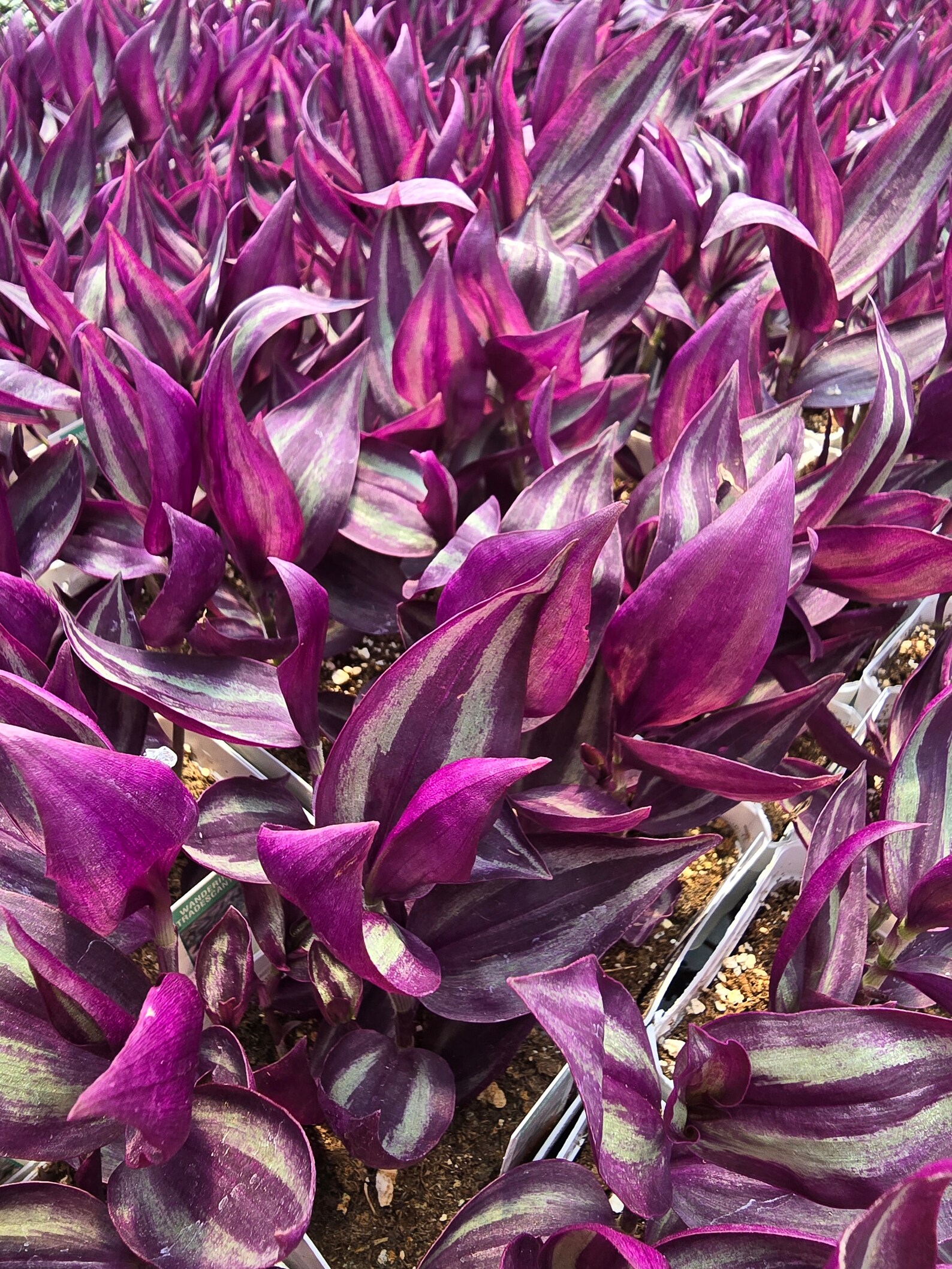 Red Wandering Jew, Tradescantia Rooted 4 Inch Pot - Etsy