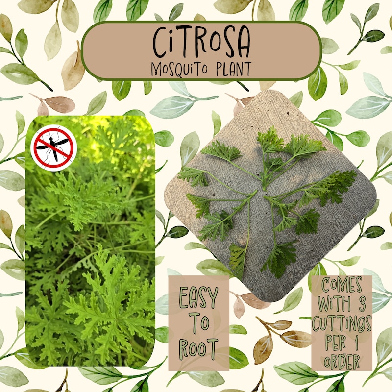 Mosquito Plant - Etsy
