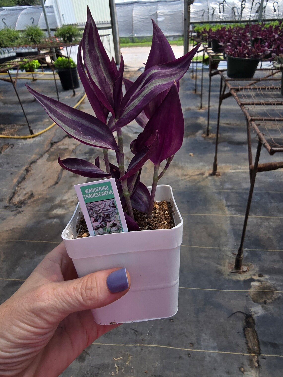 Red Wandering Jew, Tradescantia Rooted 4 Inch Pot - Etsy