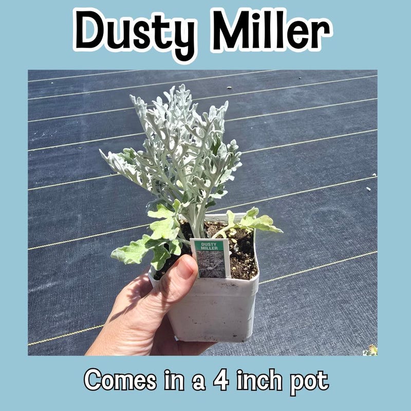 Dusty Millers - Etsy