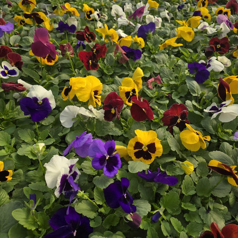 Pansy Pansies - Etsy