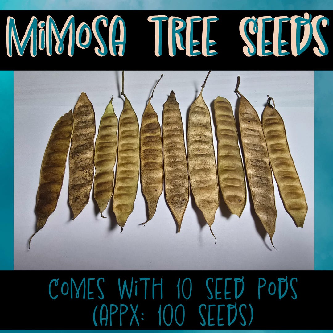 Mimosa Tree Seeds: Pink Fuzzy Blooms, 10 Seed Pods (100+ Seeds) - Etsy