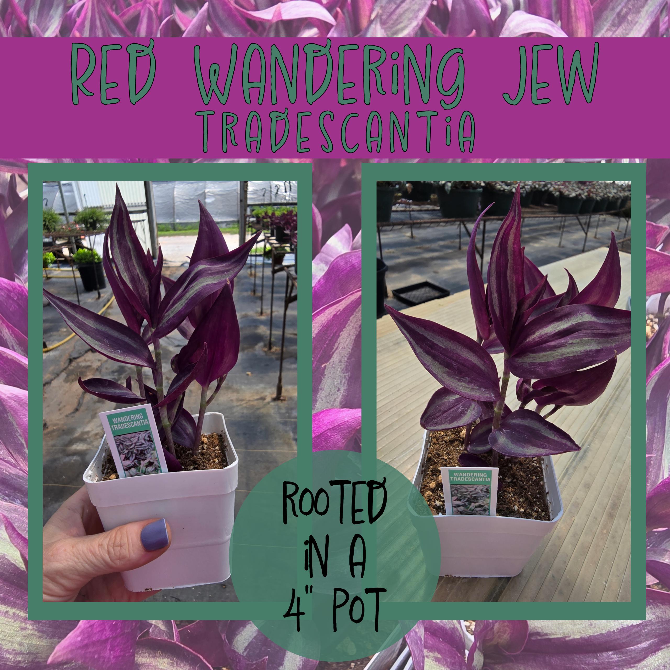 Red Wandering Jew, Tradescantia Rooted 4 Inch Pot - Etsy