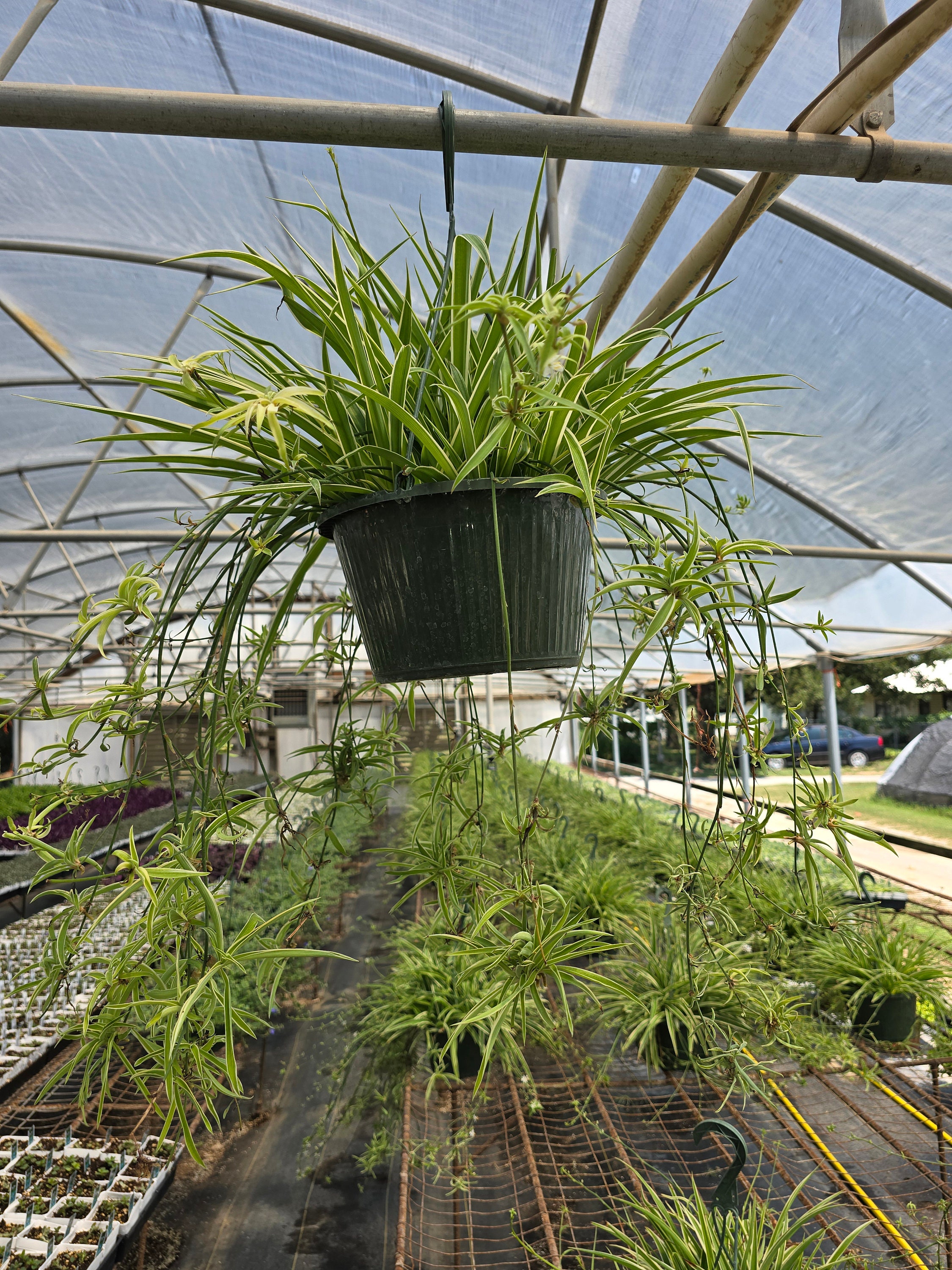 Airplane/spider Plant Sprouts - Etsy