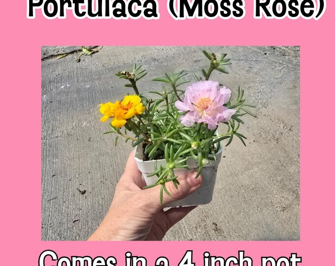 Moss Rose Mix - Portulaca Grandiflora - 3000 Seeds - Flower for Hanging ...