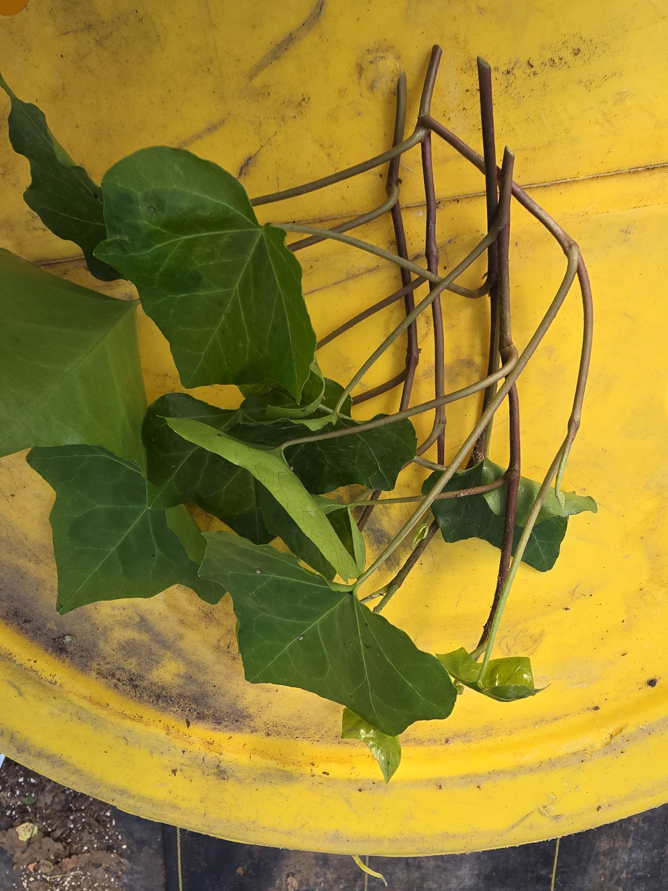 English Ivy Cuttings (5) - Etsy