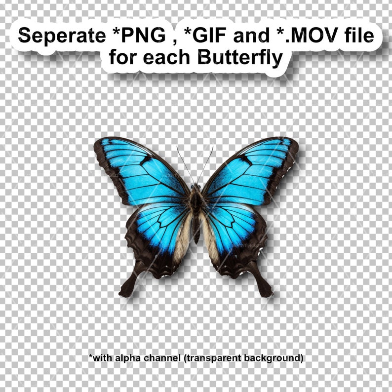 Set of 9 Animated Butterfly PNG, GIF, and MOV Files With Alpha Channel ...