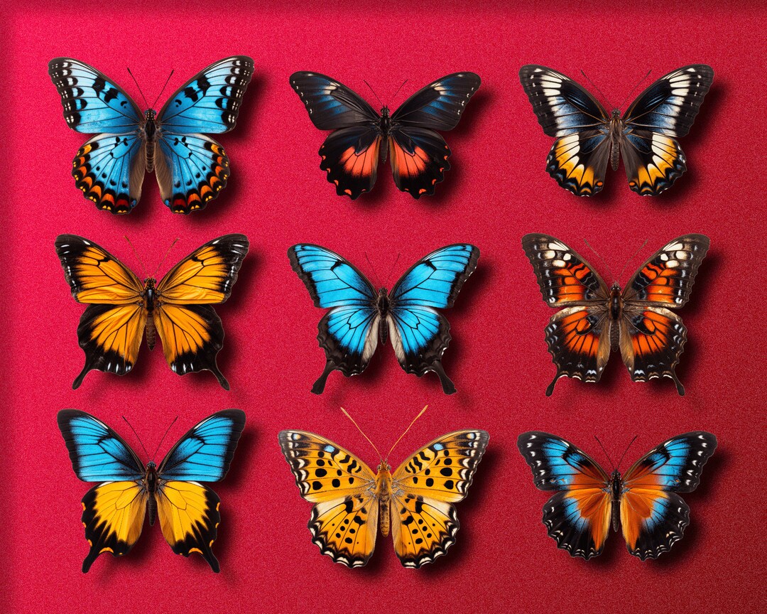 Set of 9 Animated Butterfly PNG, GIF, and MOV Files With Alpha Channel ...