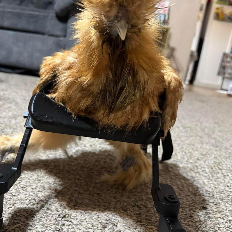 Huhn rollstuhl - Etsy.de