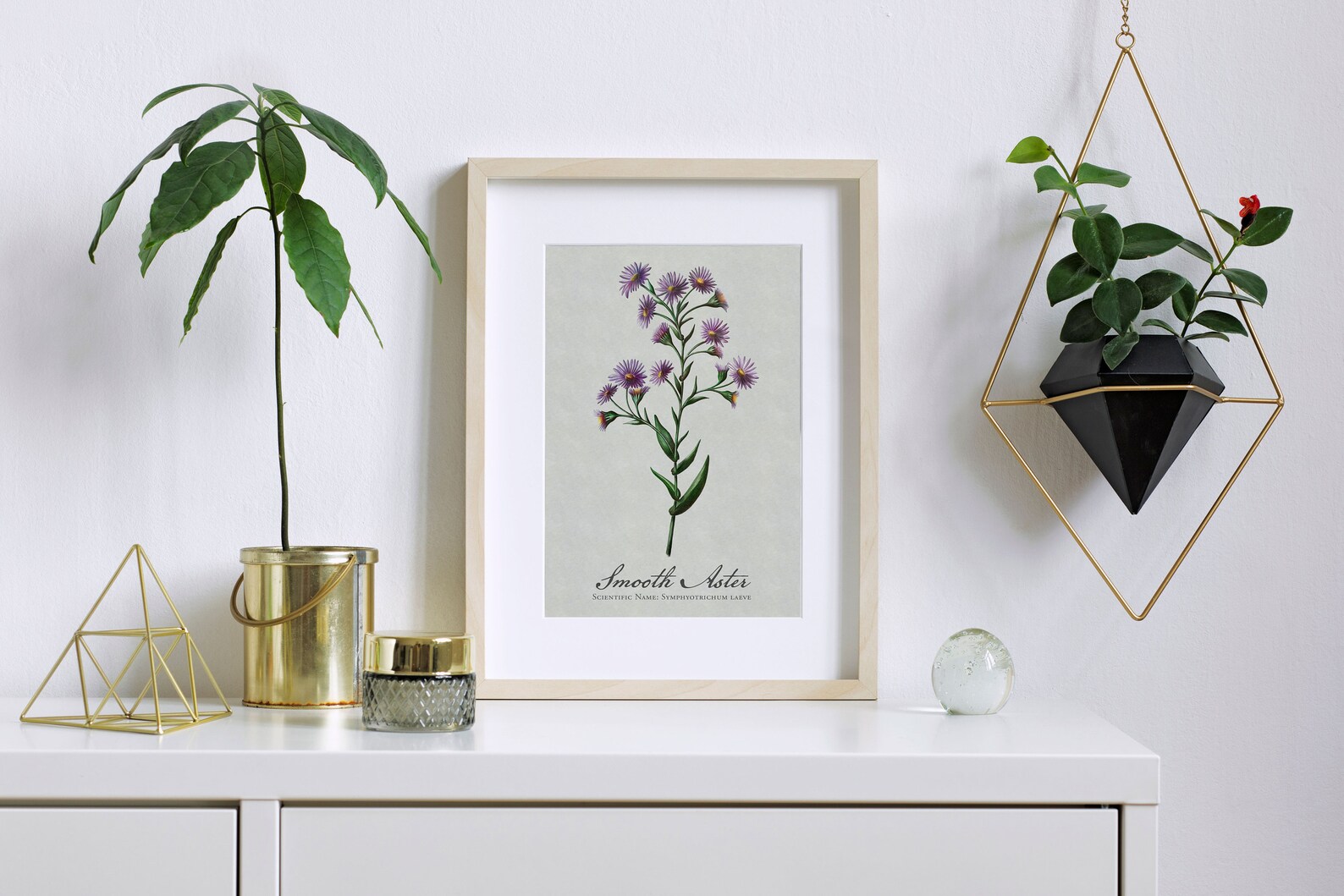 Vintage Smooth Aster Illustration - Etsy