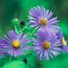 Vintage Smooth Aster Illustration - Etsy