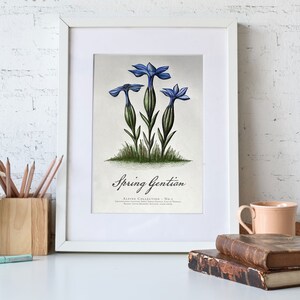 Alpine Spring Gentian - Etsy