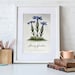 Alpine Spring Gentian - Etsy
