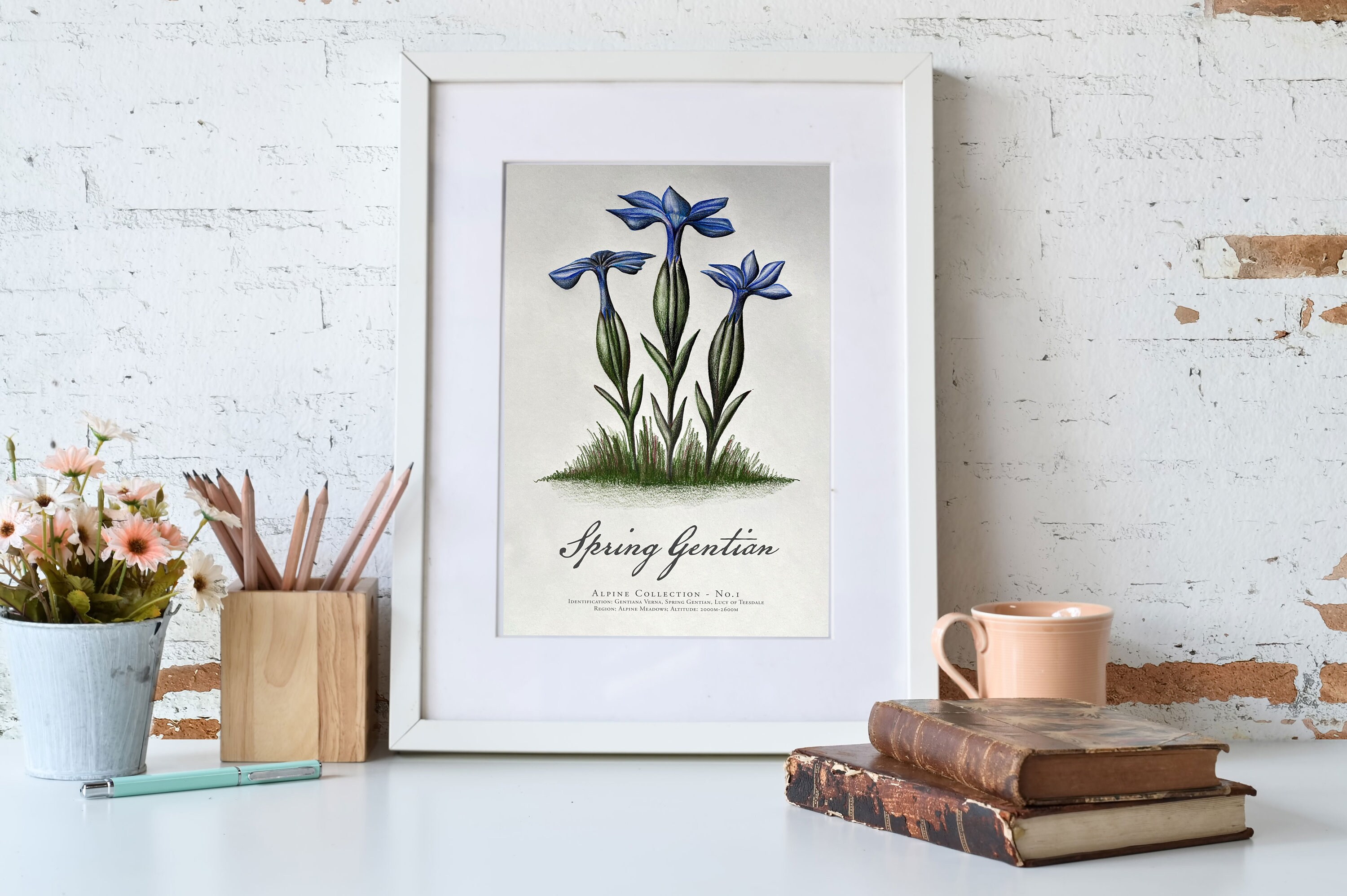 Alpine Spring Gentian - Etsy
