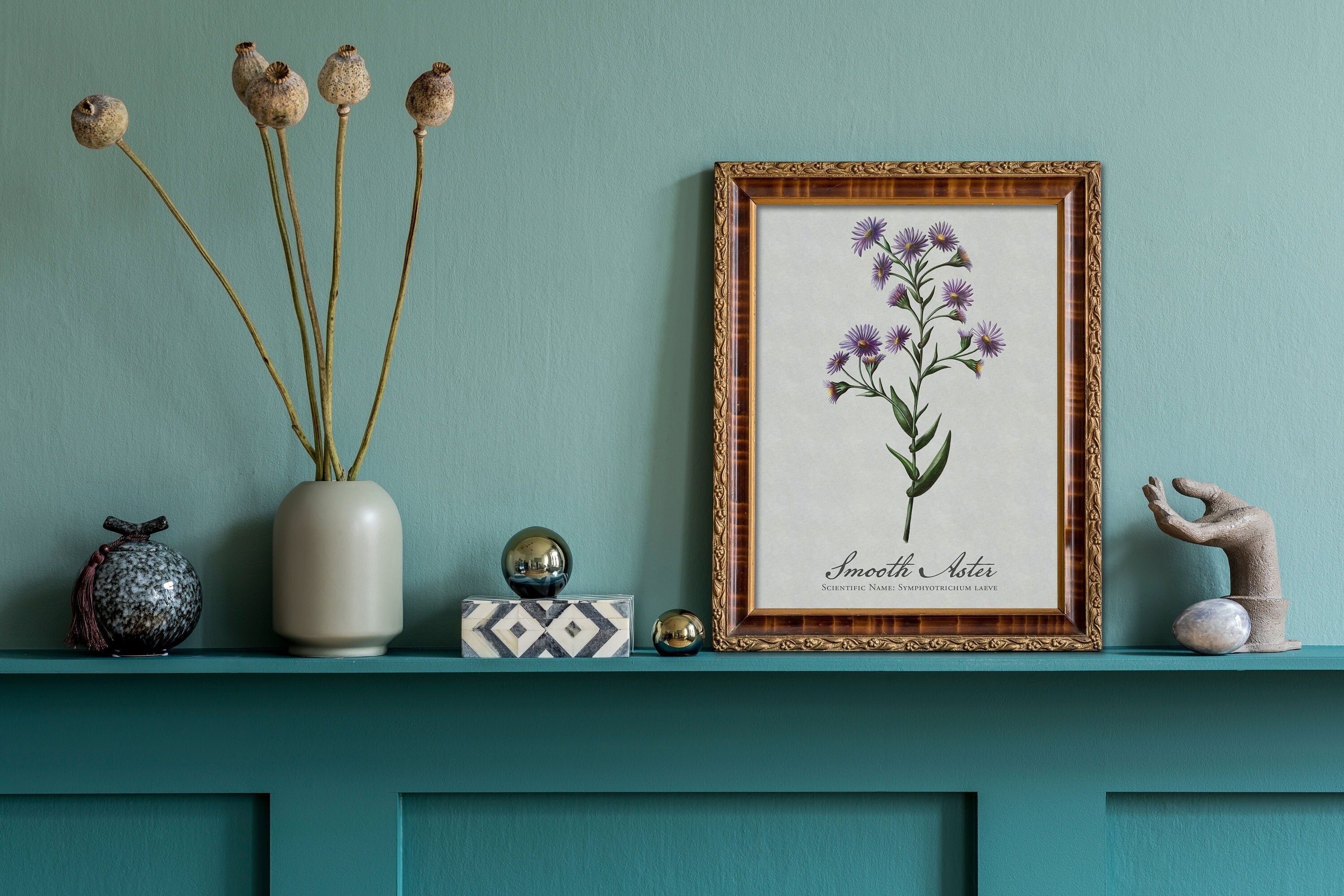 Vintage Smooth Aster Illustration - Etsy