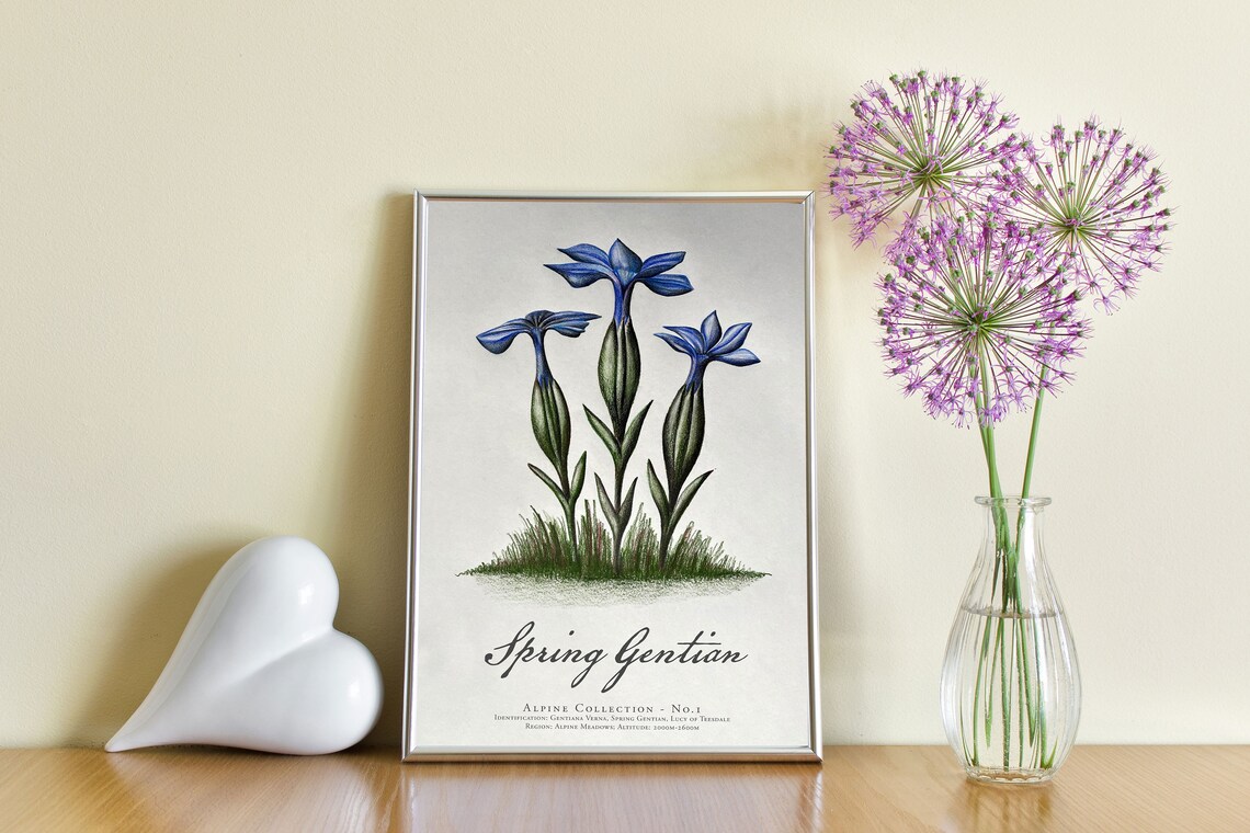 Alpine Spring Gentian - Etsy