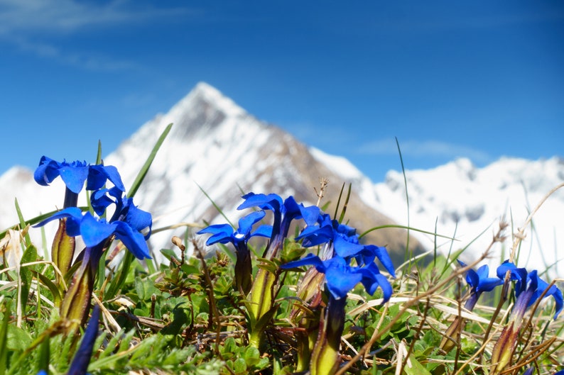 Alpine Spring Gentian - Etsy