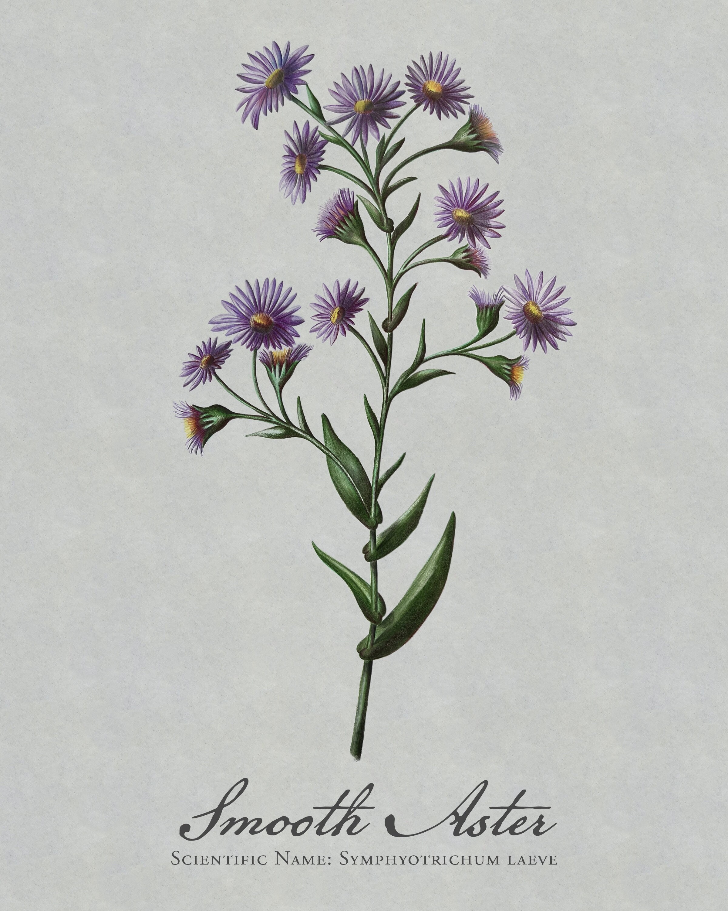 Vintage Smooth Aster Illustration - Etsy