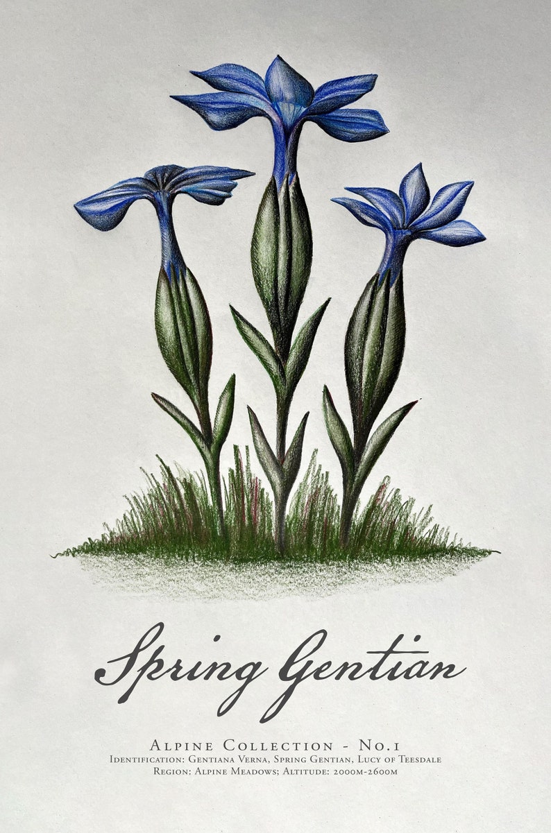 Alpine Spring Gentian - Etsy