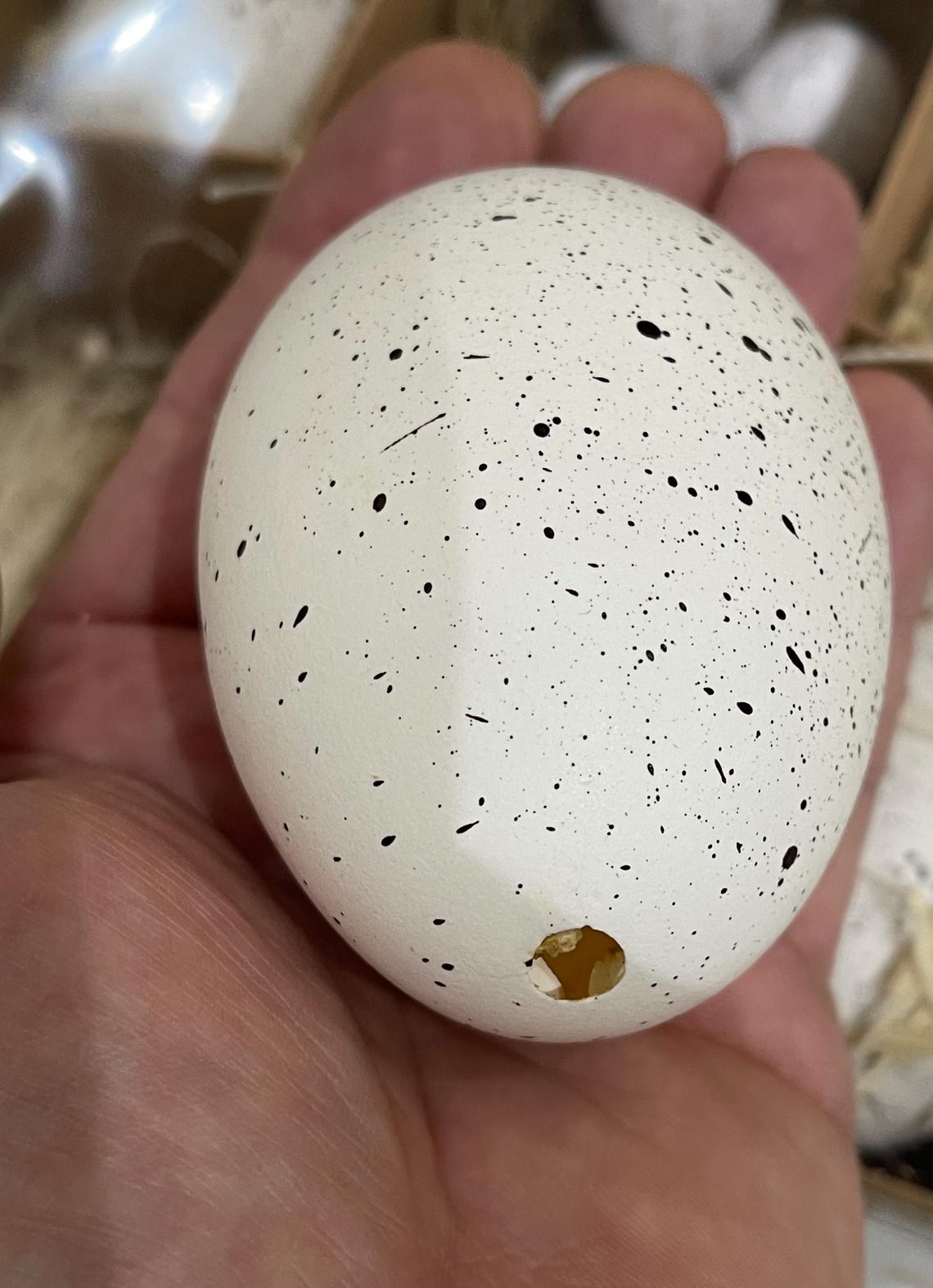 Real Egg Shells Eggs Ideal Decoration, Wreaths , Easter Etc - Etsy