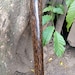 Maasai Traditional Jacaranda Talking Stick Original Handcarve U Pik ...