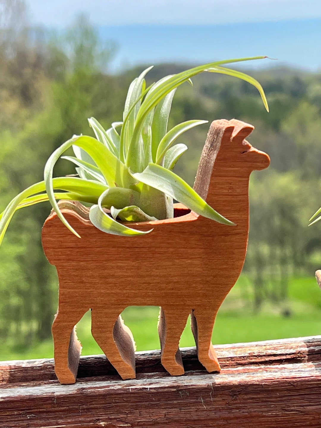 Live Air Plant tillandsia in Real Wood Llama Display Made in Wisconsin ...