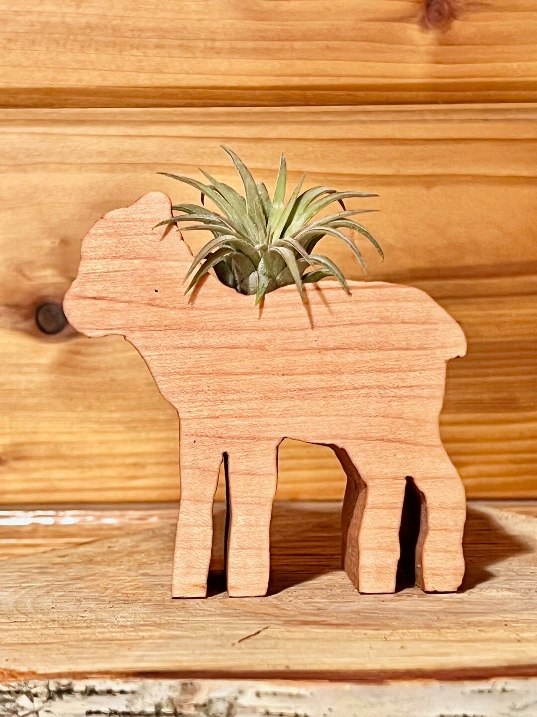Live Air Plant in Real Wood Sheep/lamb Display Made in - Etsy