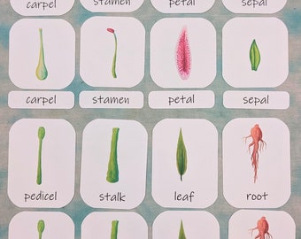 Flower Anatomy Three Part Cards - Etsy