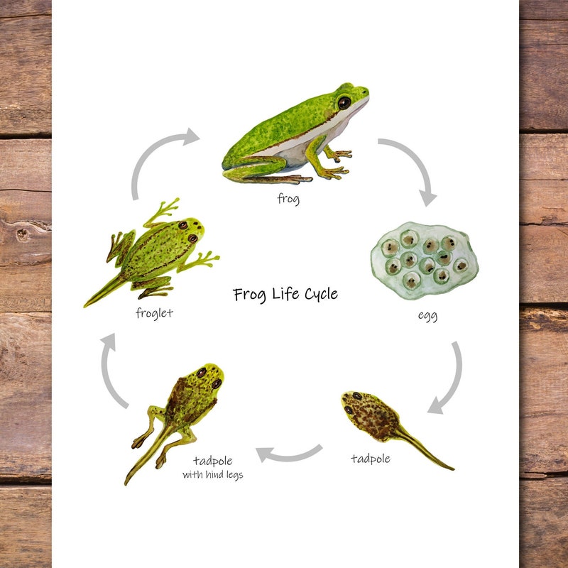Frog Anatomy - Etsy