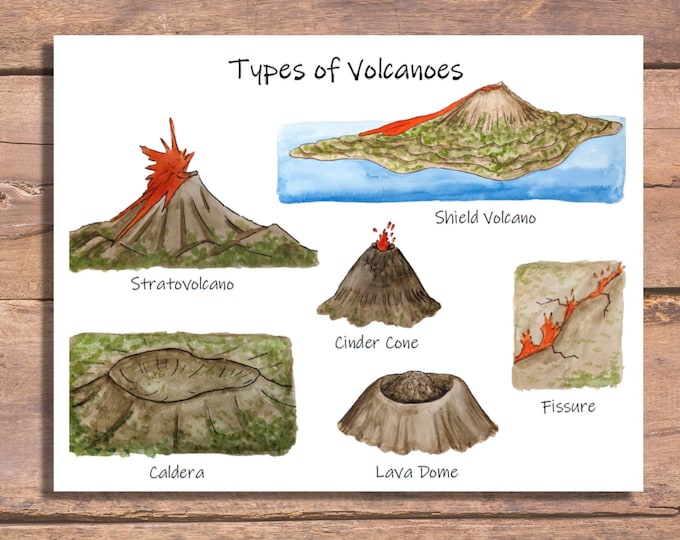 Conifer Vs Deciduous Trees: Printable Classroom Poster for Tree ...