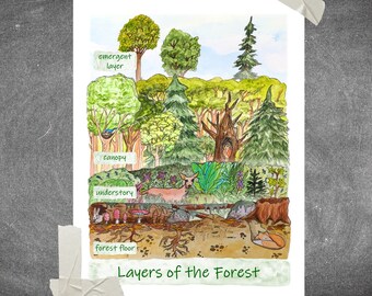 Layers of the Canopy - Etsy