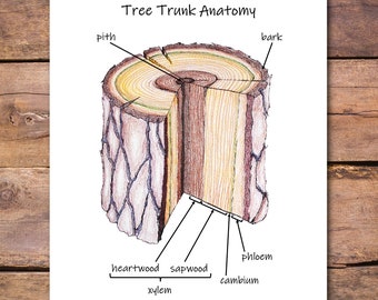 Tree Trunk Diagram - Etsy