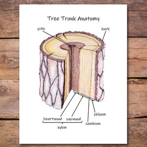 Tree Trunk Anatomy: Classroom Poster, Homeschool Decor, Nature Study ...