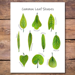 Leaf Shapes: Printable Classroom Poster, Types of Leaves, Nature Study ...