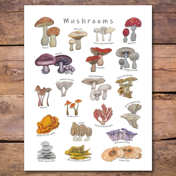 Mushroom Poster - Etsy