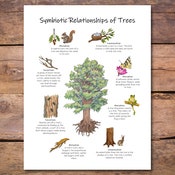 Animalia Digital Latin Poster - Etsy Australia