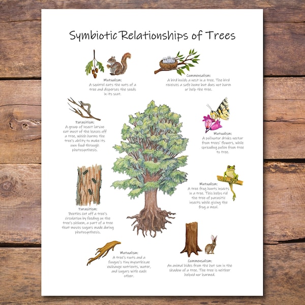 Animalia Digital Latin Poster - Etsy Australia