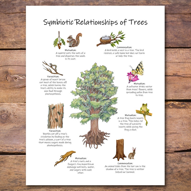 Example of Forest - Etsy