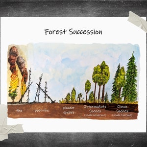 Forest Succession Poster: Watercolor Print of Forest Recovery After a ...