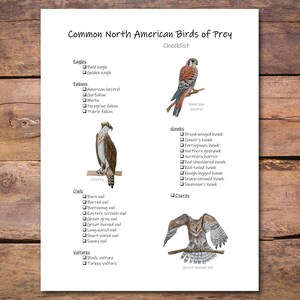 Common Raptors Checklist: North American Birds of Prey List - Etsy