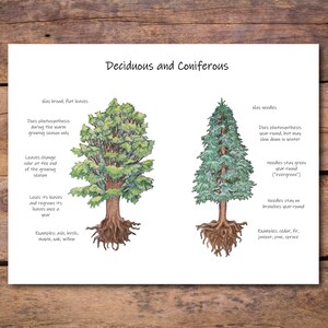Conifer Vs Deciduous Trees: Printable Classroom Poster for Tree ...
