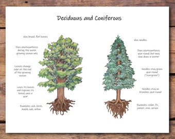 Forest Ecology Unit: HUGE Collection of Printable Ecosystem - Etsy