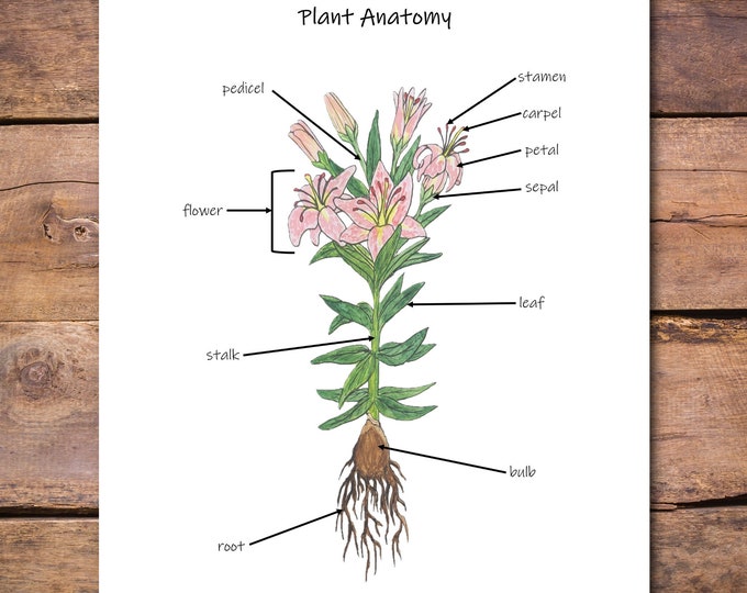 Conifer Vs Deciduous Trees: Printable Classroom Poster for Tree ...