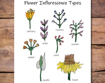 Inflorescence Poster - Etsy