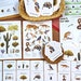 Desert Animals & Plants Mini Study: Wildlife of Deserts - Etsy